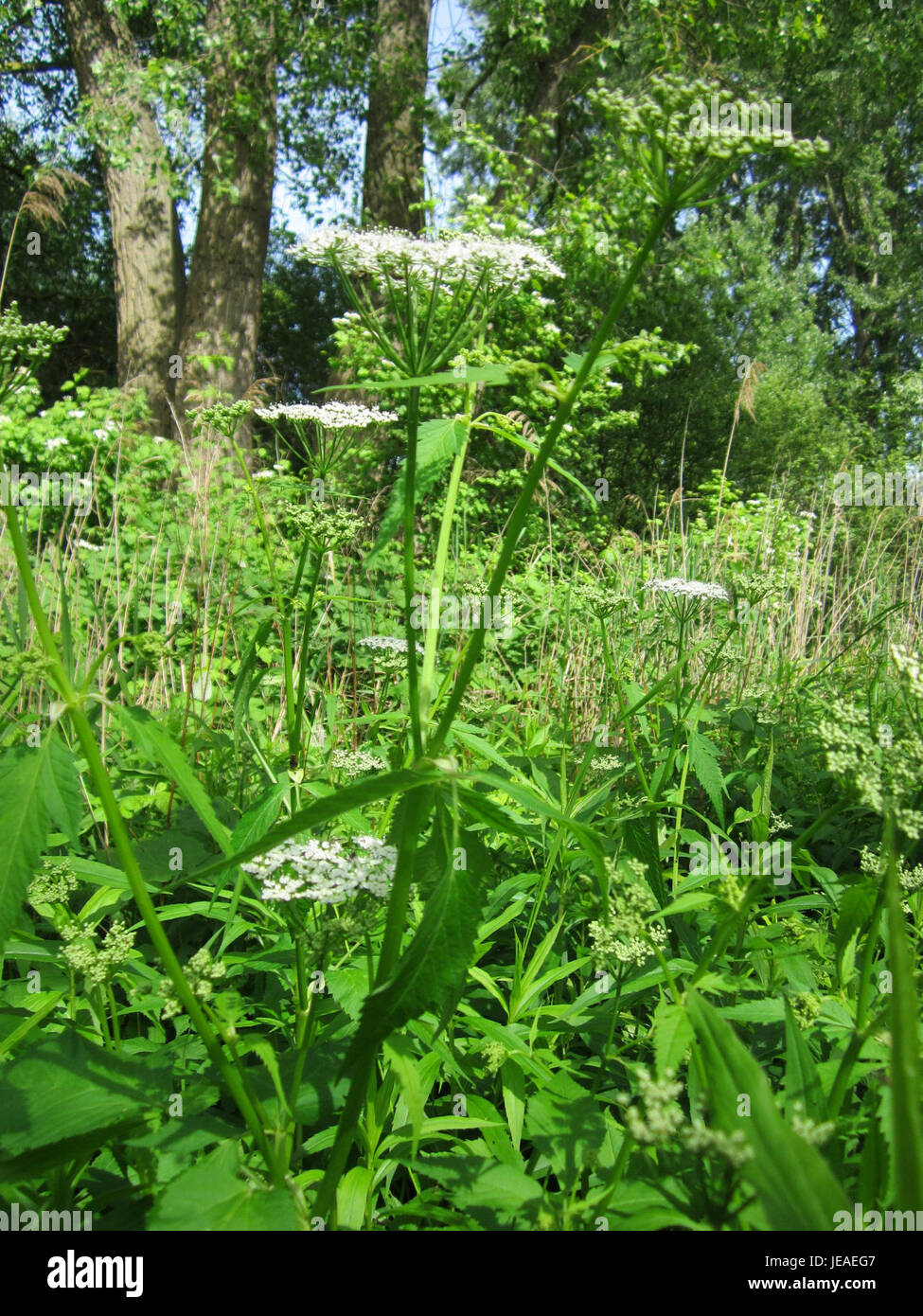 Notorious weed hi-res stock photography and images - Alamy