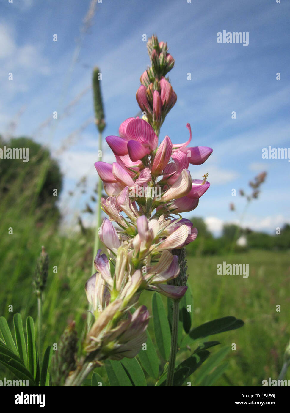 Saat-Esparsette, or Sainfoin (Onobrychis viciifolia), is a leguminous ...