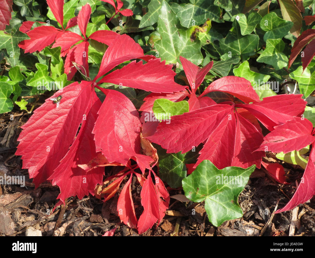 Parthenocissus quinquefolia, commonly known as Virginia Creeper, is a ...