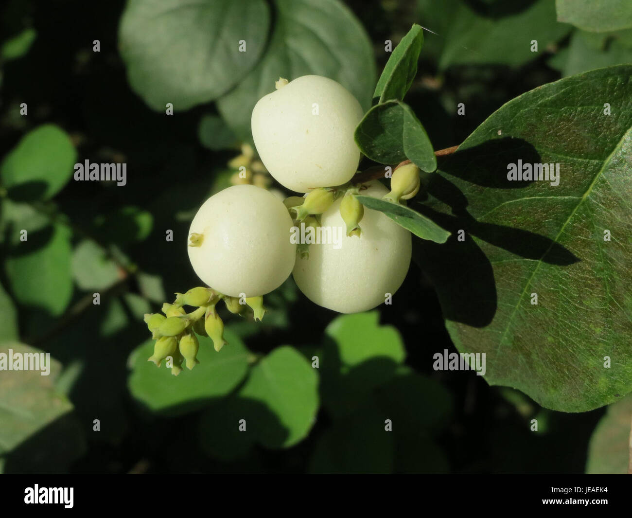 Symphoricarpos albus, commonly known as the snowberry, is a shrub ...