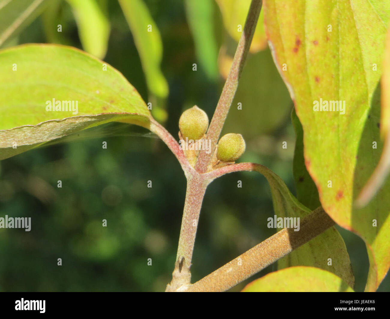 Cornus mas, commonly known as the Cornelian cherry, is a deciduous ...