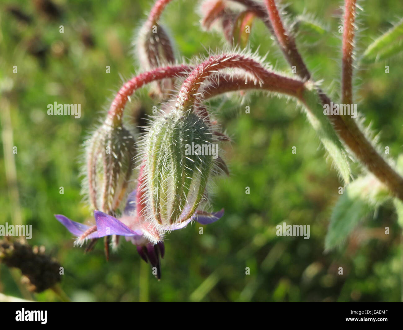 Borago officinalis, commonly known as borage, is an herbaceous plant ...