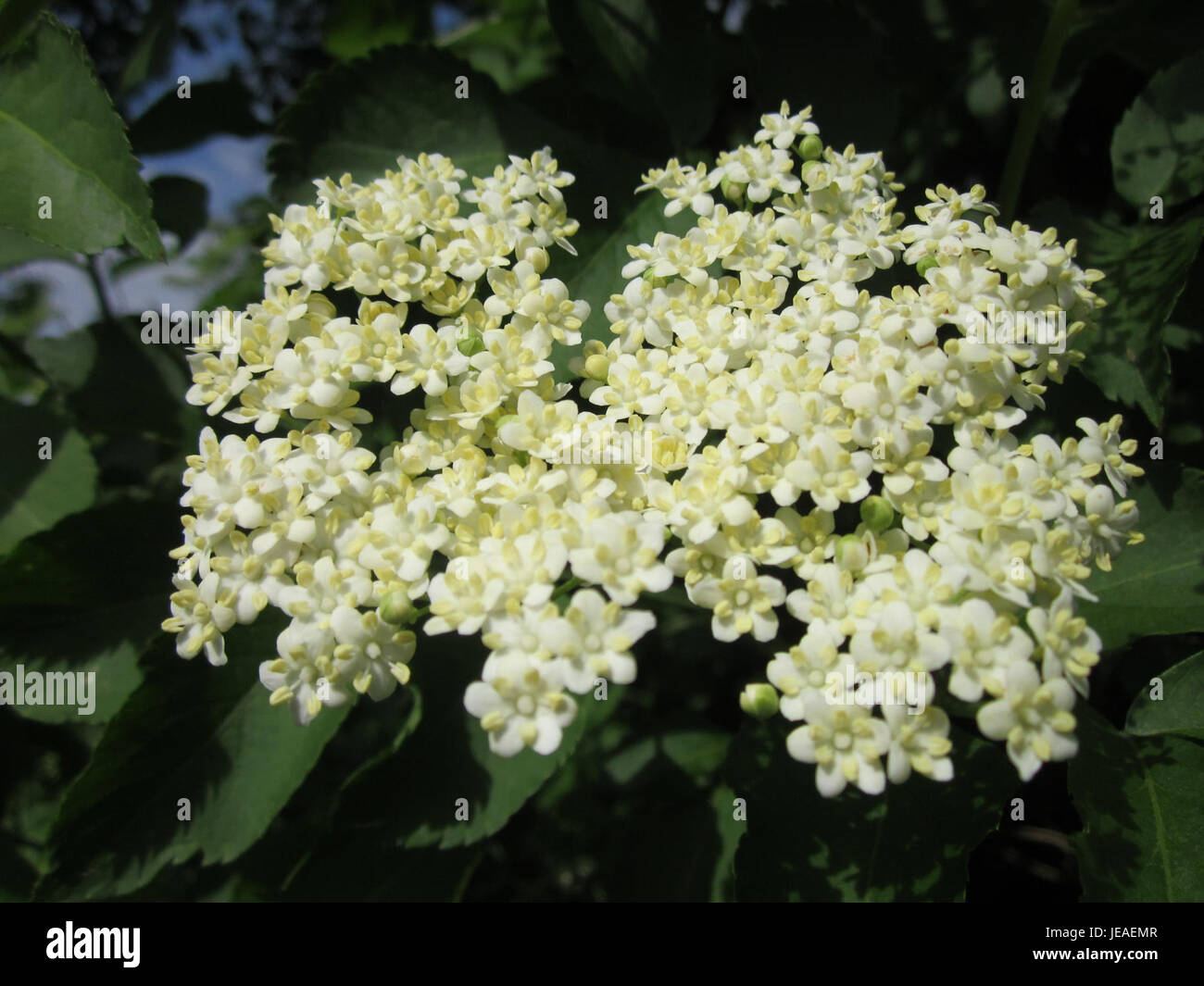 Holunder, or elderberry, is a shrub native to Europe, producing dark ...