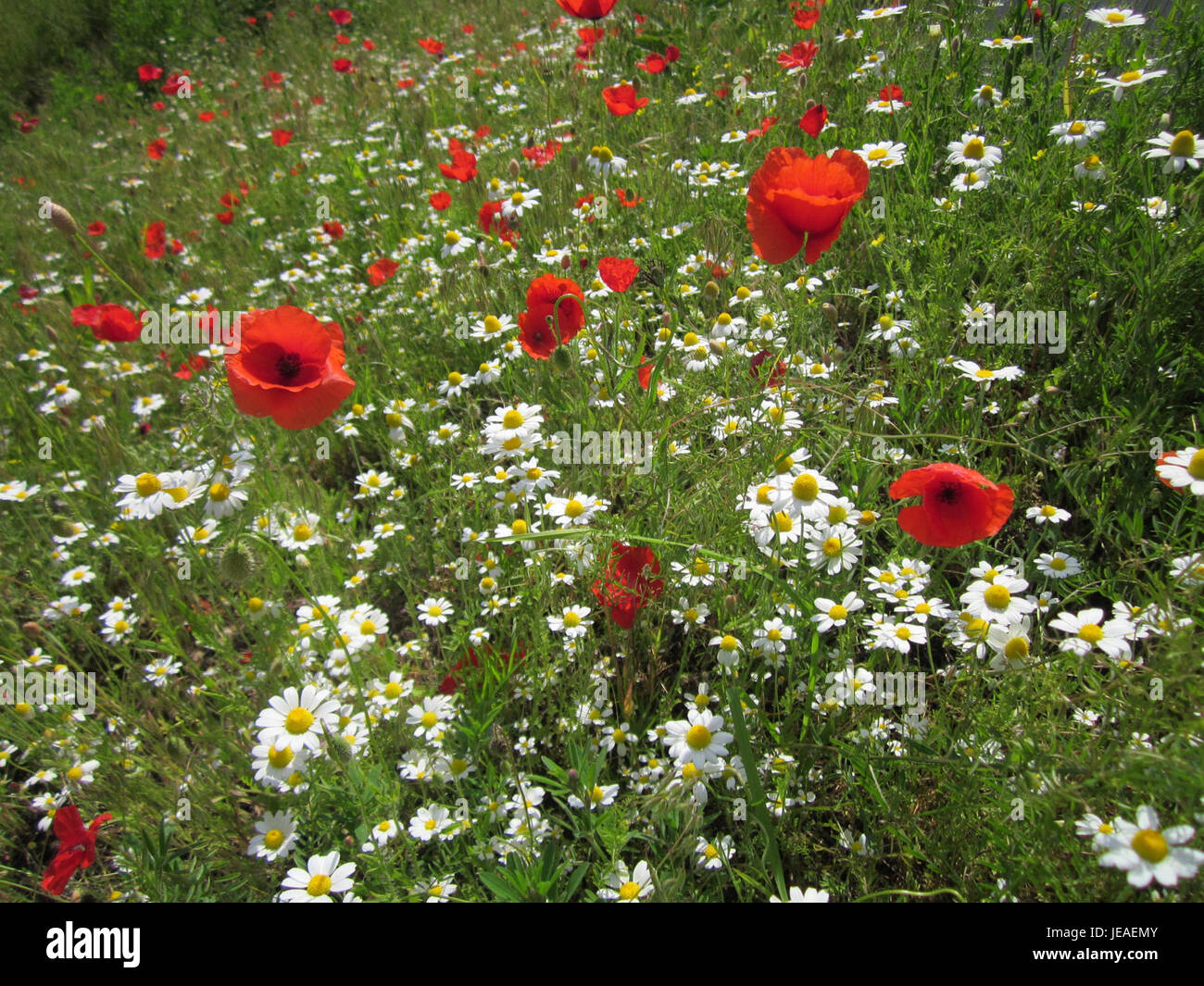A field of poppies (Mohnblumen) in Reilingen, Germany, captured in a ...
