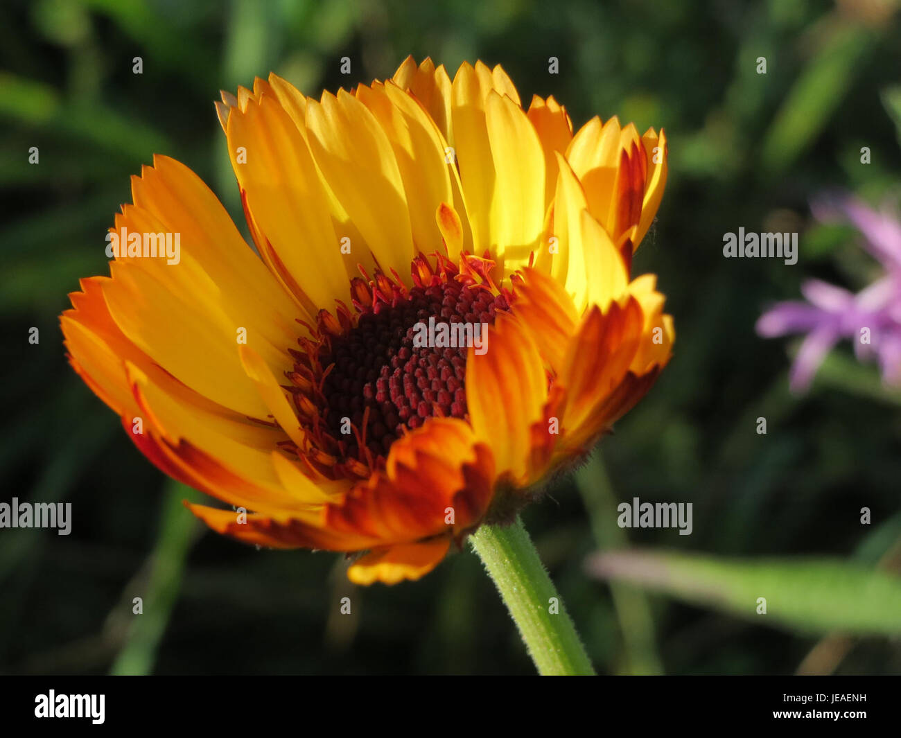 Calendula officinalis, or marigold, is an annual plant known for its ...