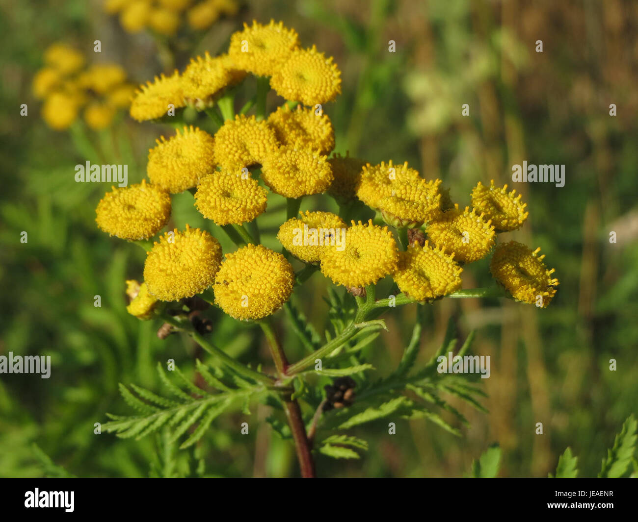 Tansy tanacetum vulgare herb hi-res stock photography and images - Alamy