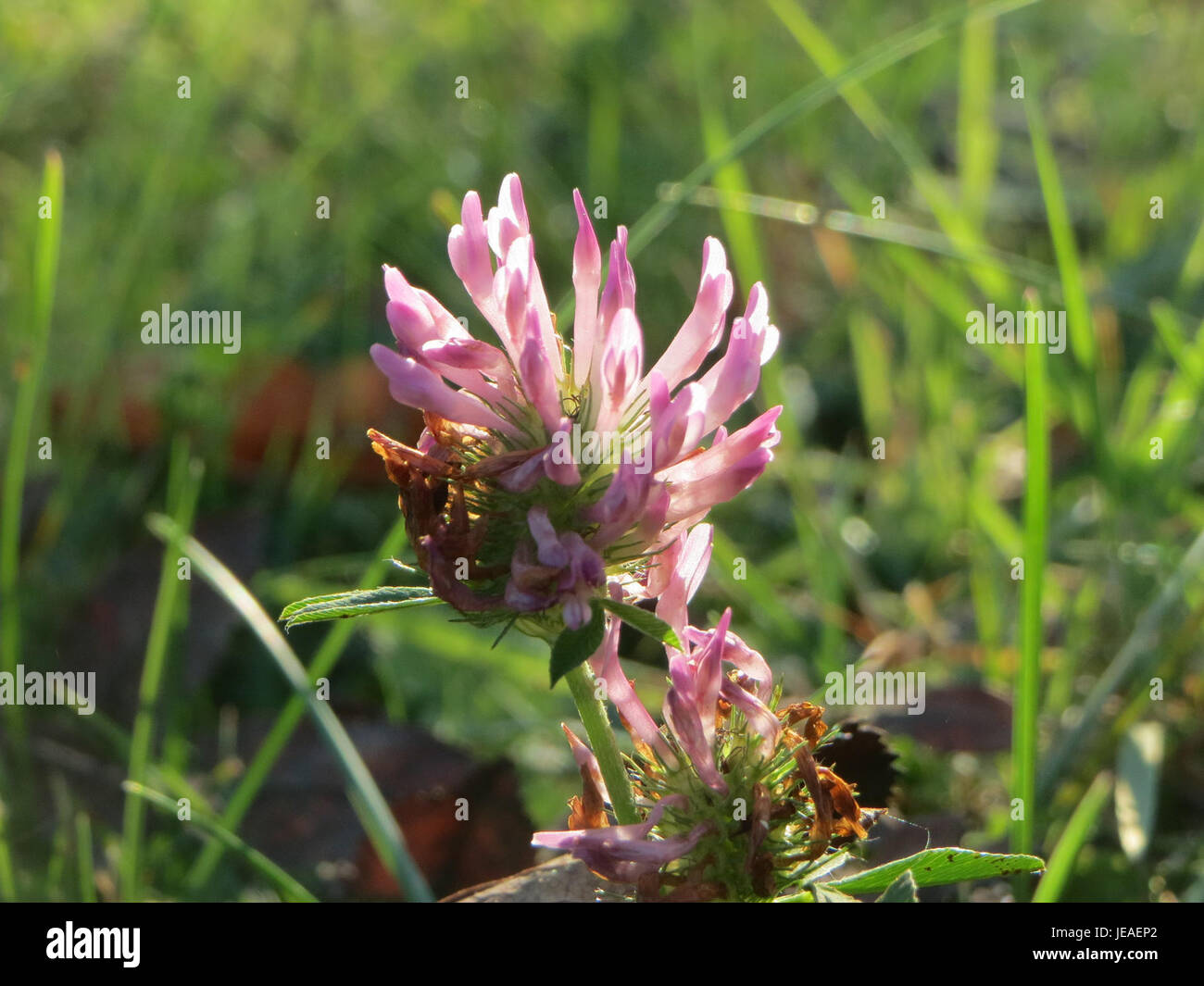 Trifolium pratense, commonly known as red clover, is a perennial ...
