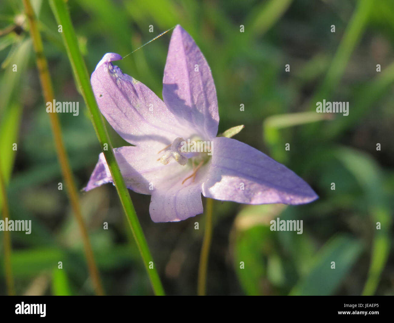 Campanula rapunculus, also known as rampion bellflower, is a perennial ...