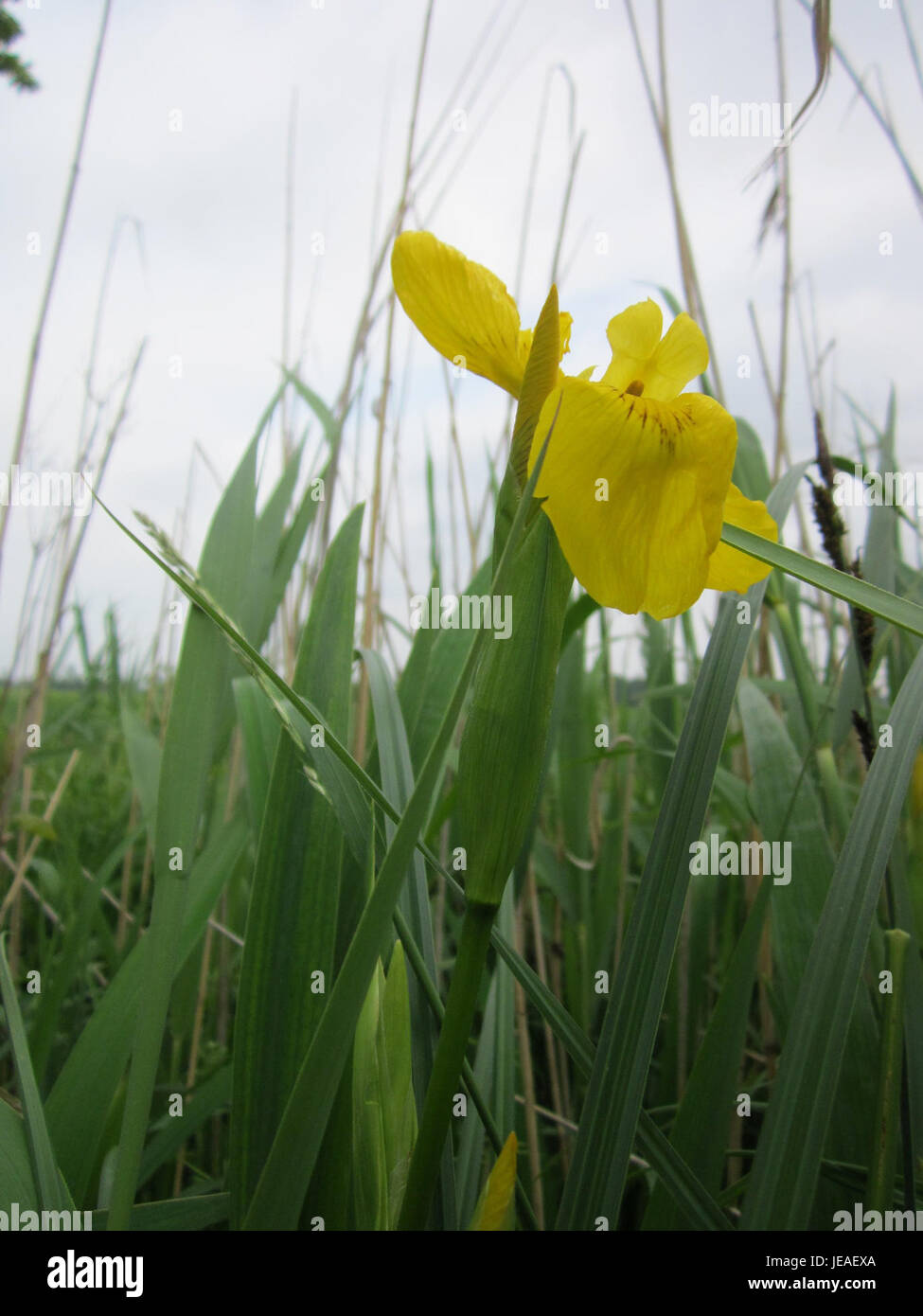 This image shows a sword lily, or iris, growing in the region of ...
