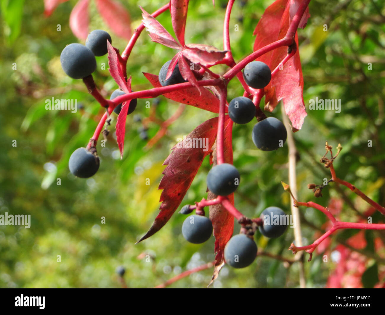 Parthenocissus quinquefolia, commonly known as Virginia creeper, is a ...