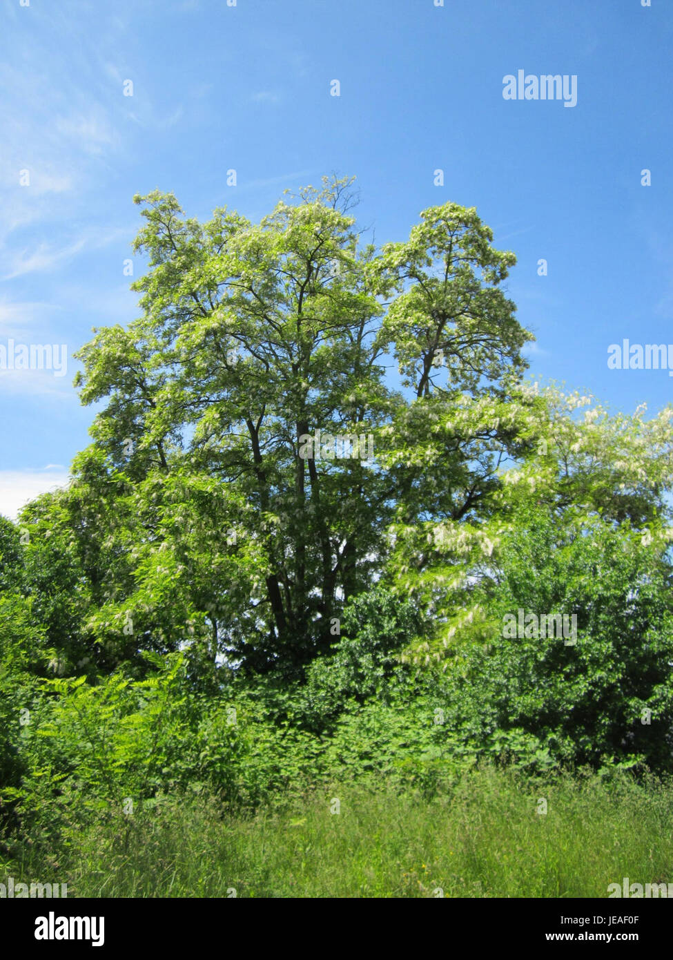 Robinie, or Black locust, is a fast-growing tree species native to ...