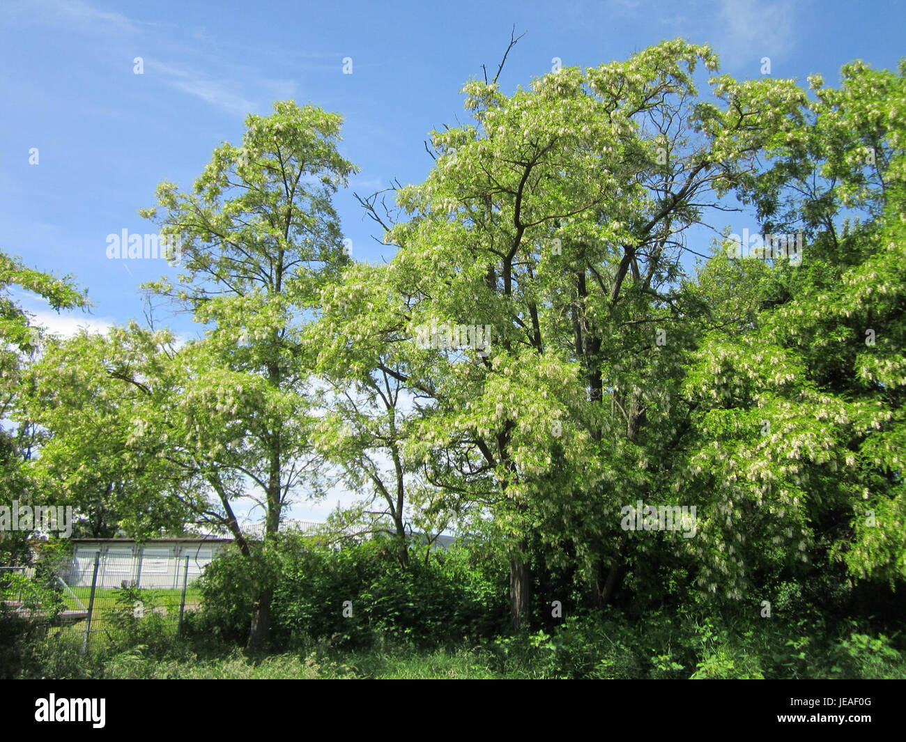 This image captures a Robinie (Black Locust) tree in Hockenheim ...
