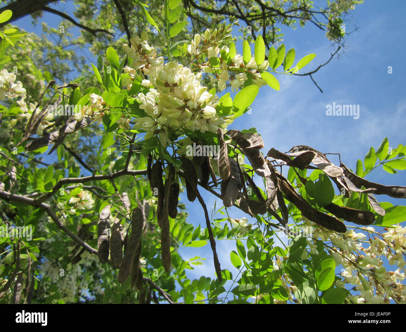 This image captures a scene at Robinie Hockenheim, known for its ...