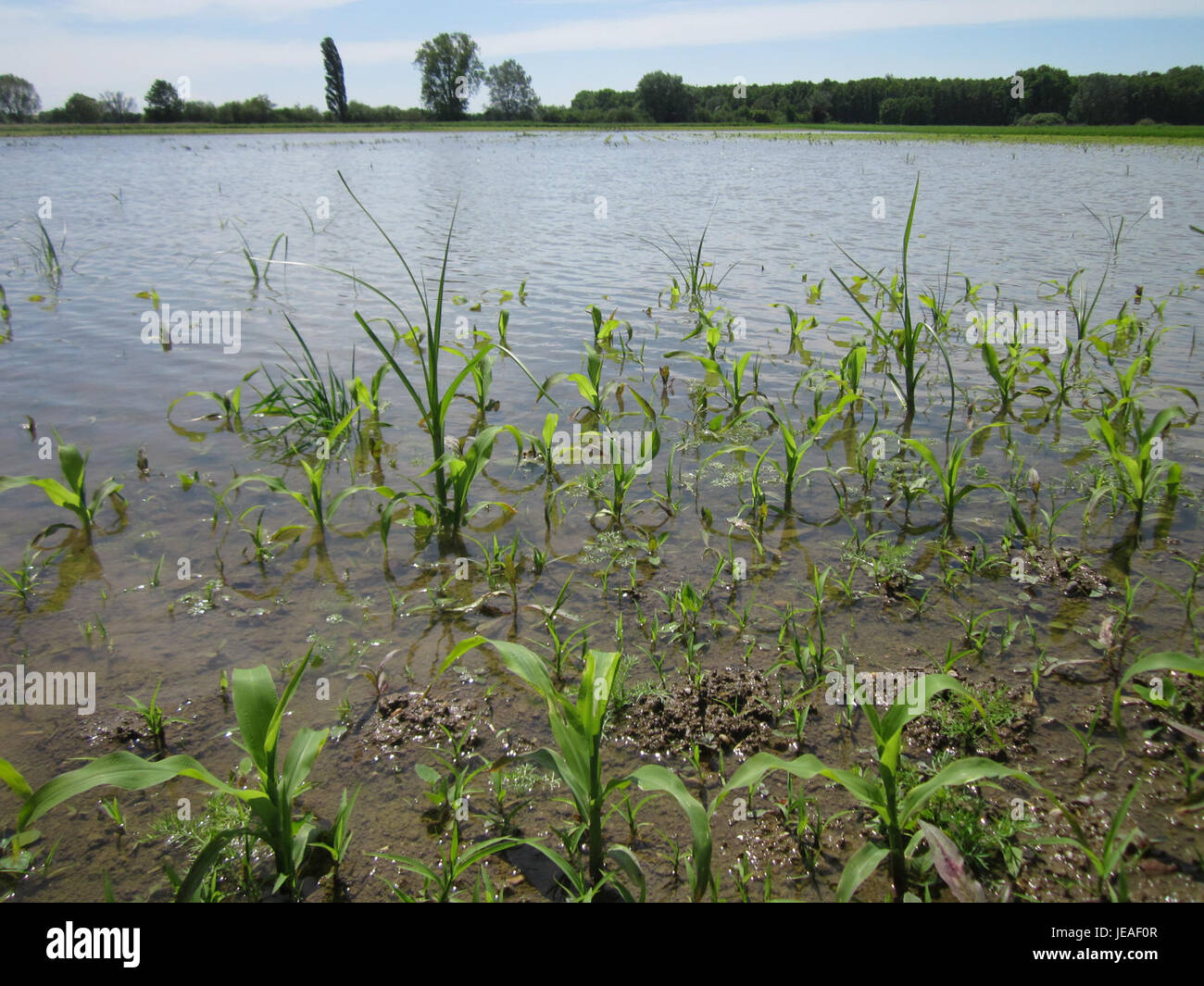 Study on cultivation corn hi-res stock photography and images - Alamy