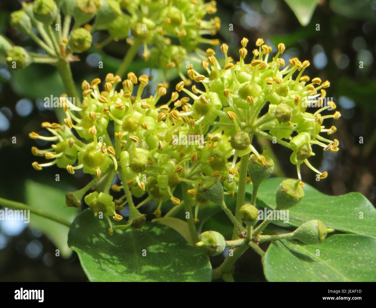 Hedera helix, commonly known as English ivy, is an evergreen climbing ...