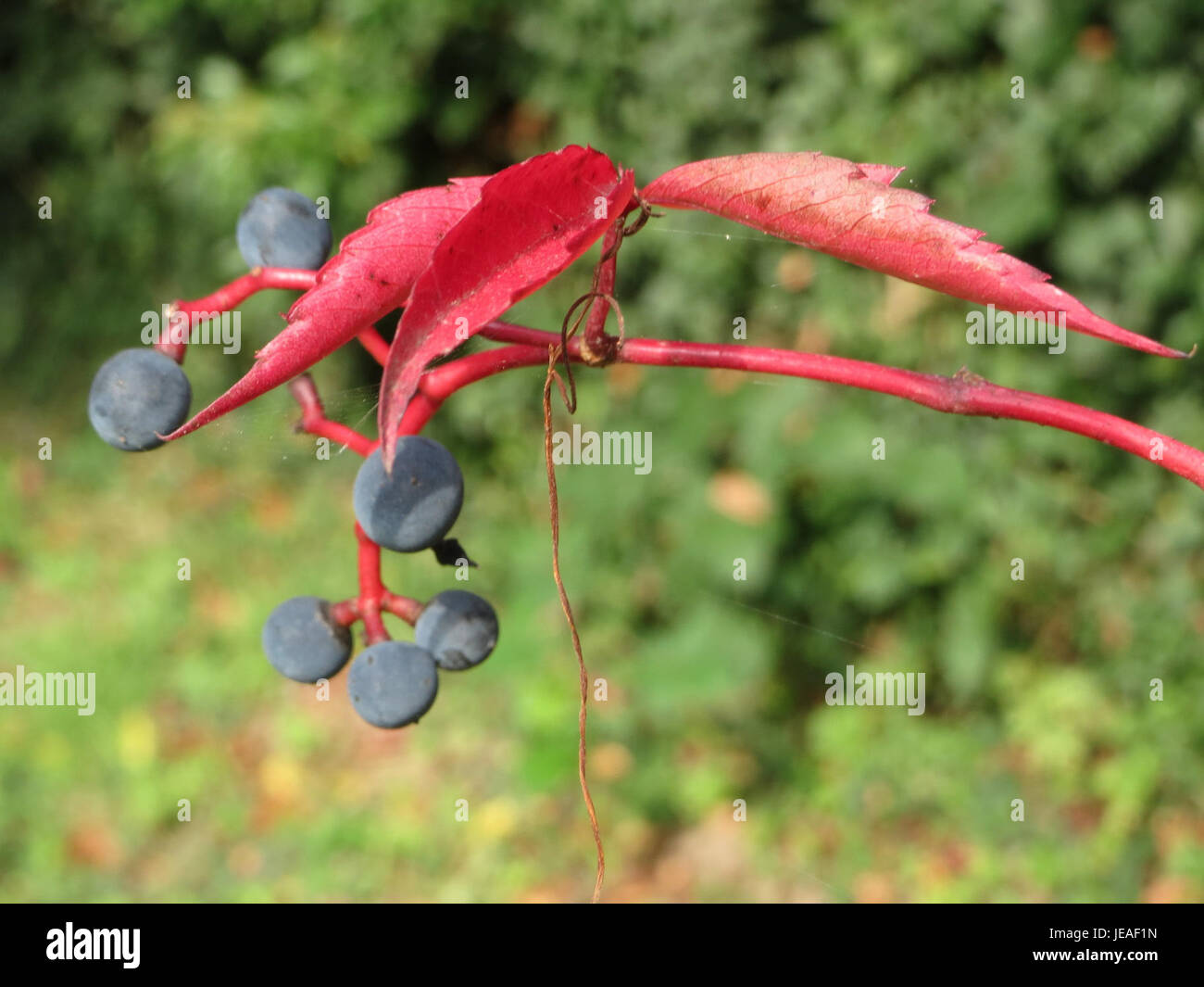 Parthenocissus quinquefolia, commonly known as Virginia creeper, is a ...