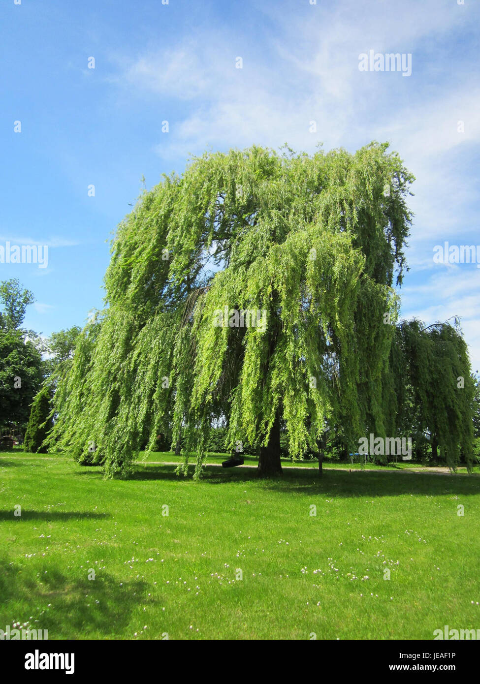 The Trauerweide, or weeping willow, located at Insultheimer Hof, stands ...