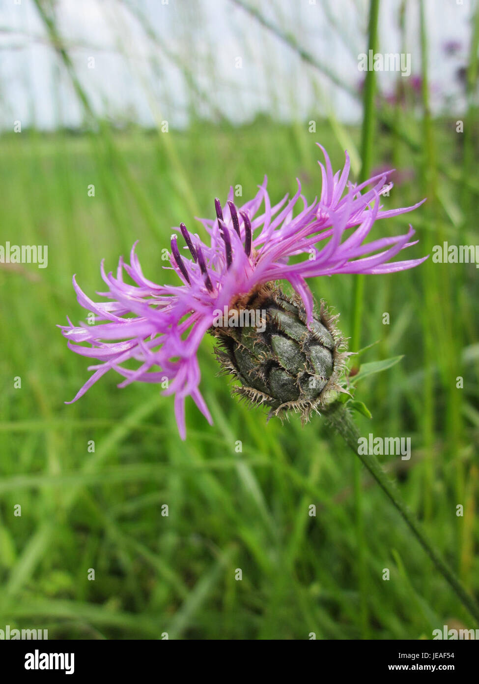The image depicts a field of Flockenblume, also known as knapweed ...