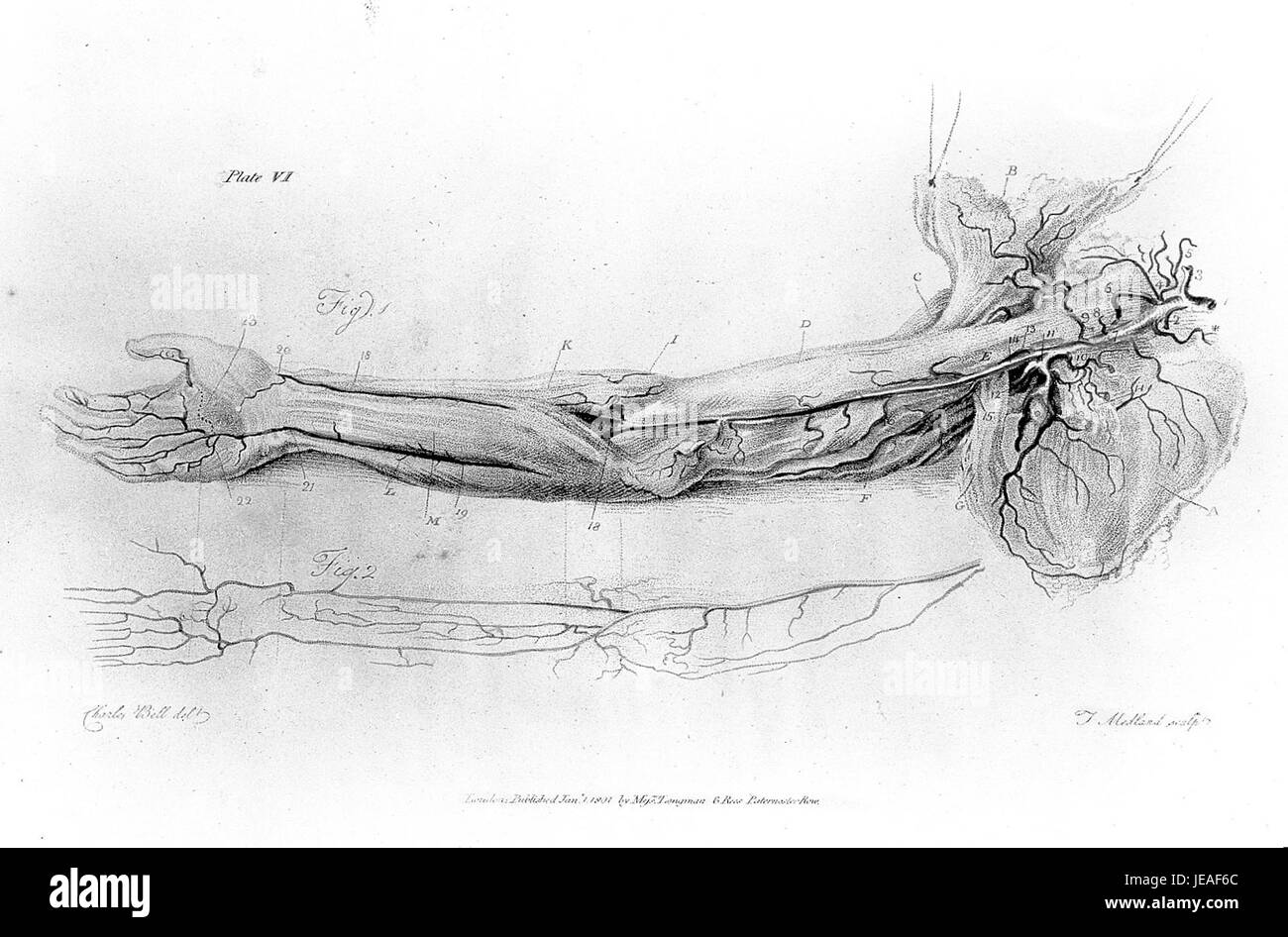 Detailed human heart anatomy hi-res stock photography and images - Alamy