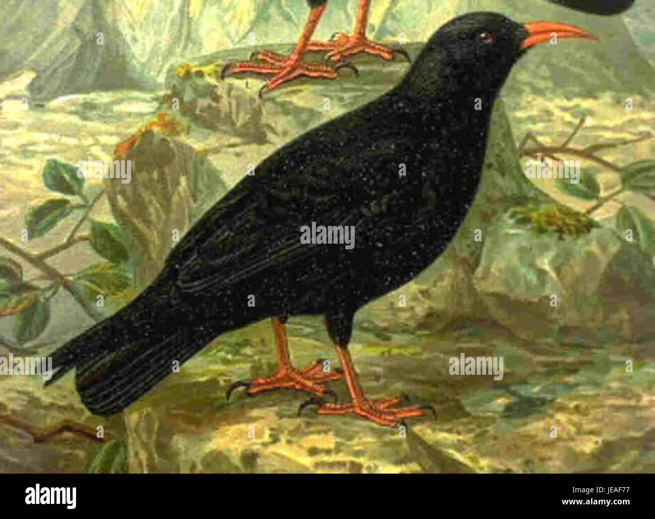 Crow beak hi-res stock photography and images - Alamy