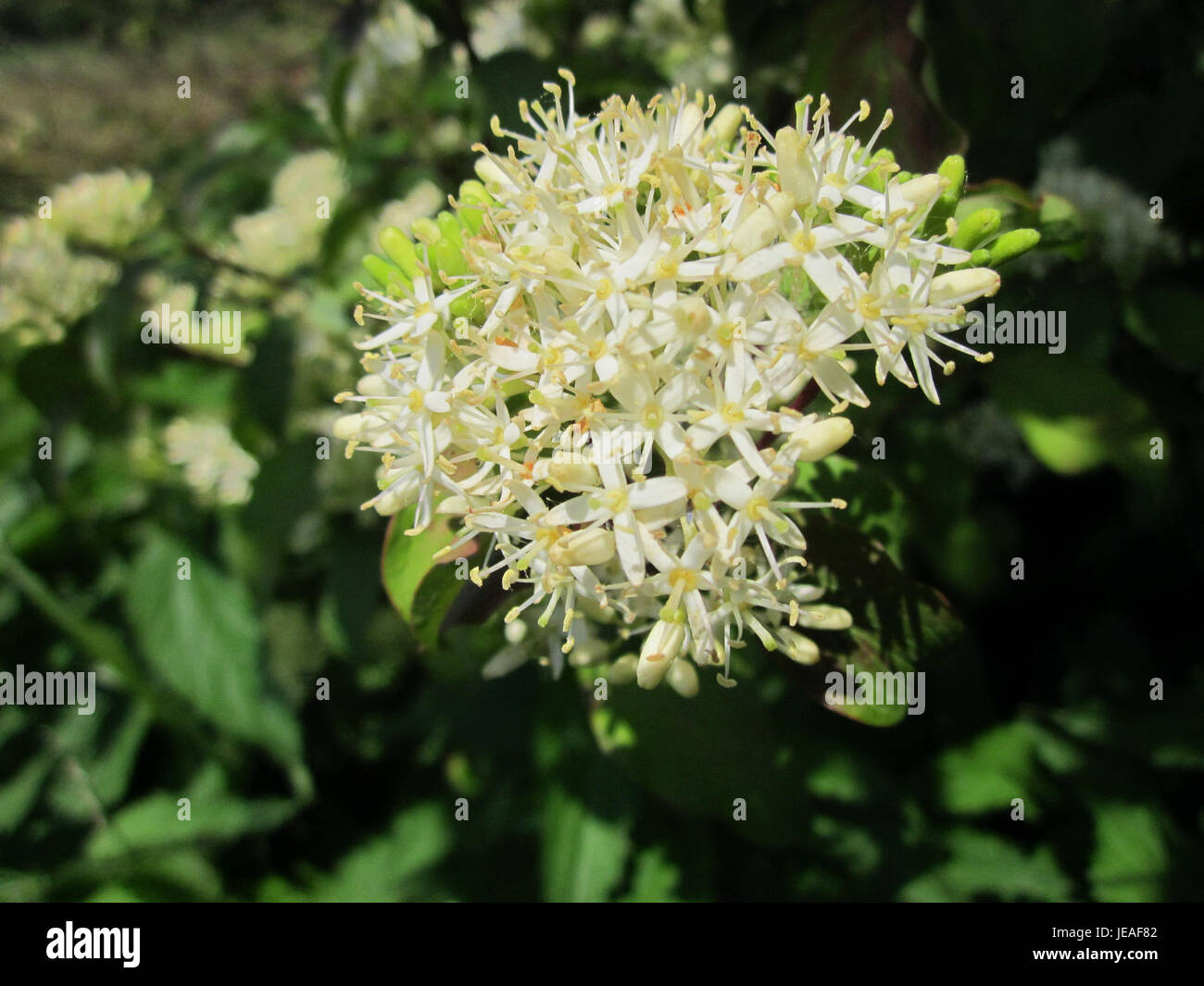 A photograph of Cornus sanguinea, also known as the European dogwood ...