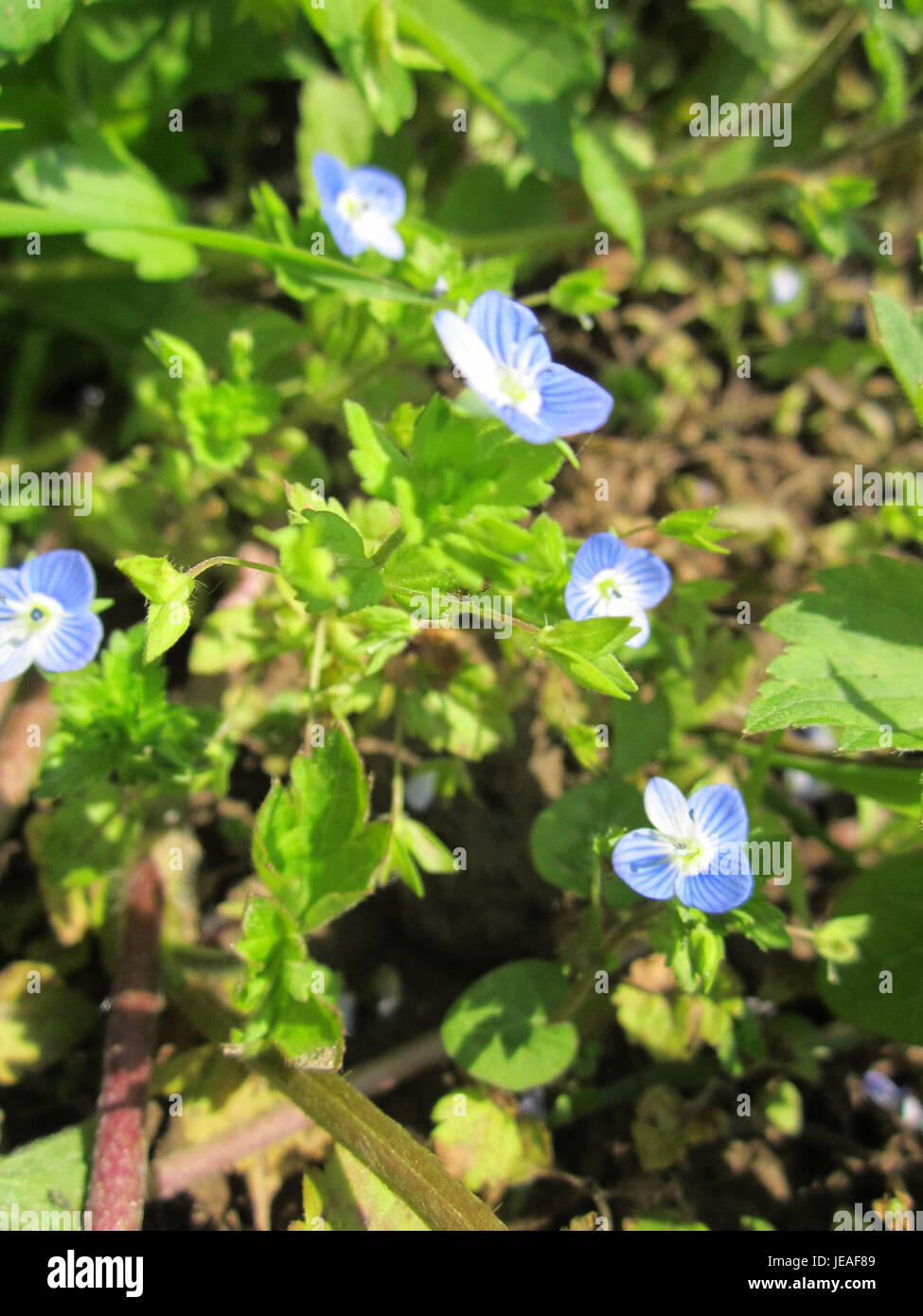 This image shows a plant of the Ehrenpreis species, commonly known as ...
