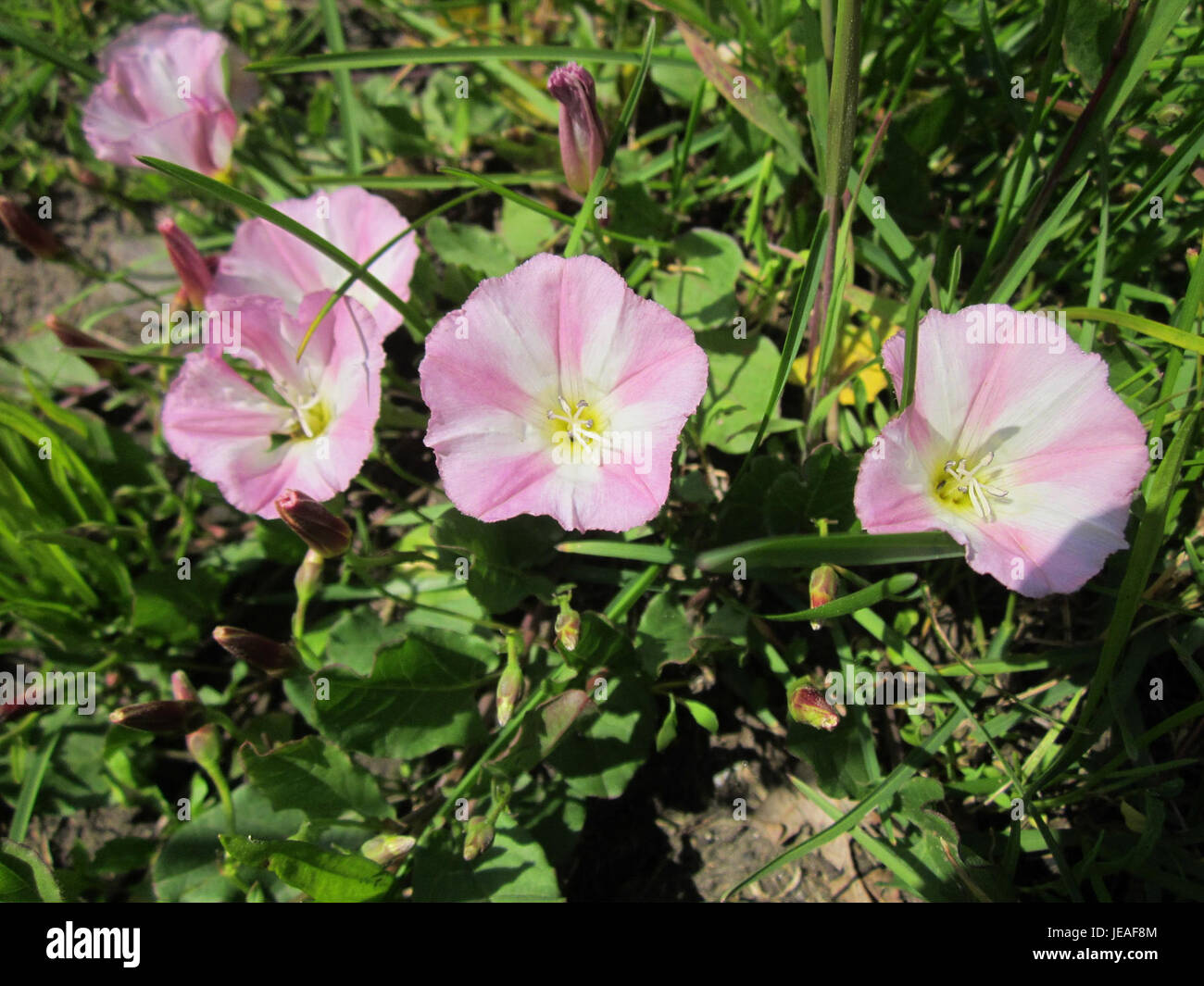 The image shows Ackerwinde, also known as field bindweed, a common ...