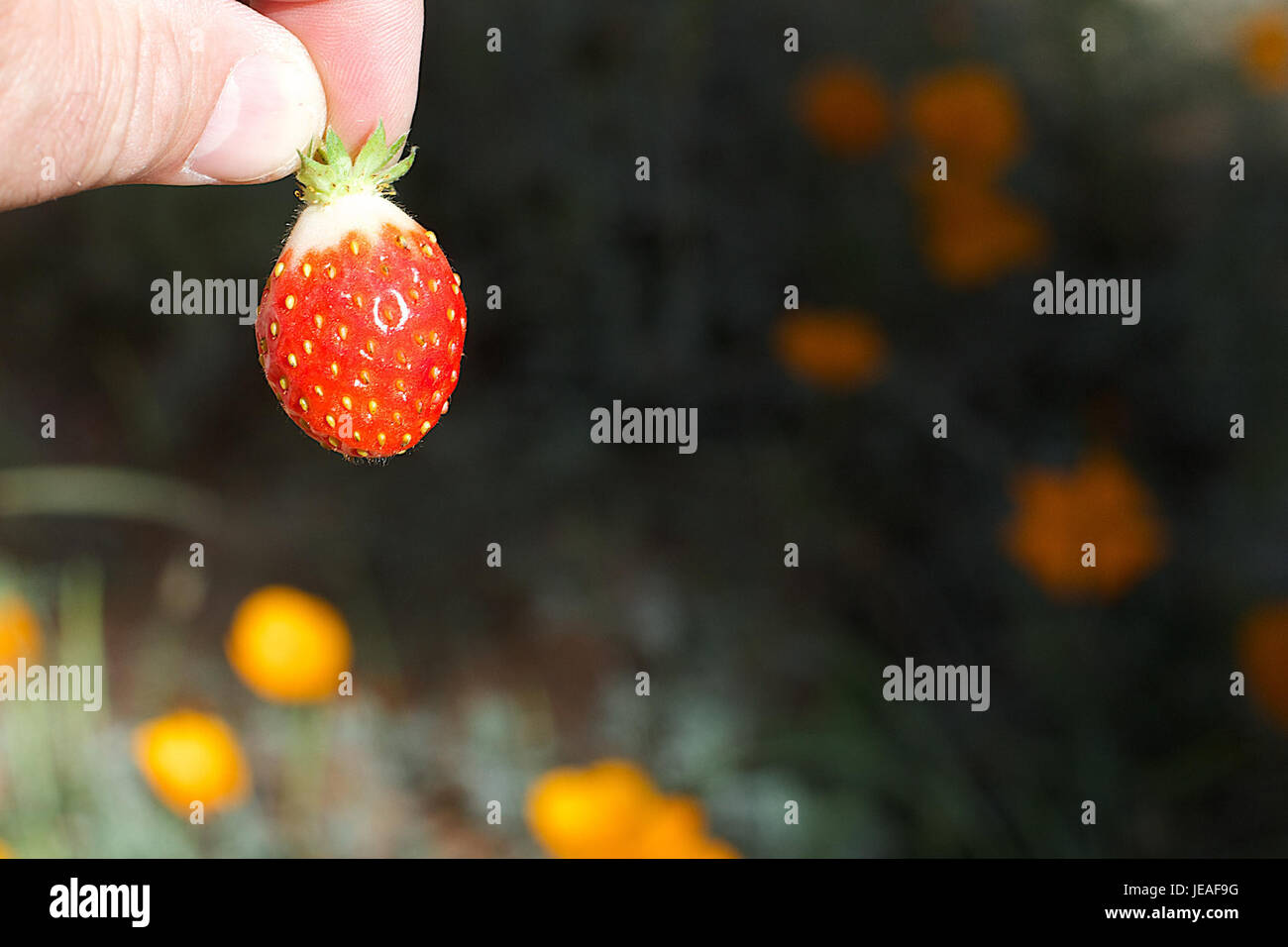 A unique title that likely references a specific item or concept ...