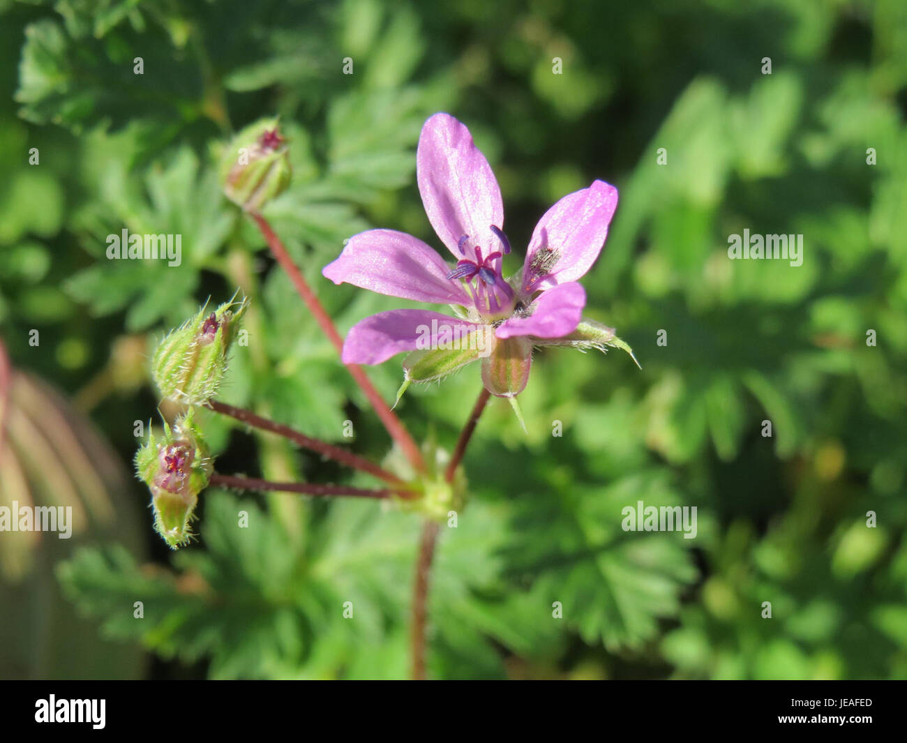 A photograph of Erodium cicutarium, commonly known as redstem filaree ...