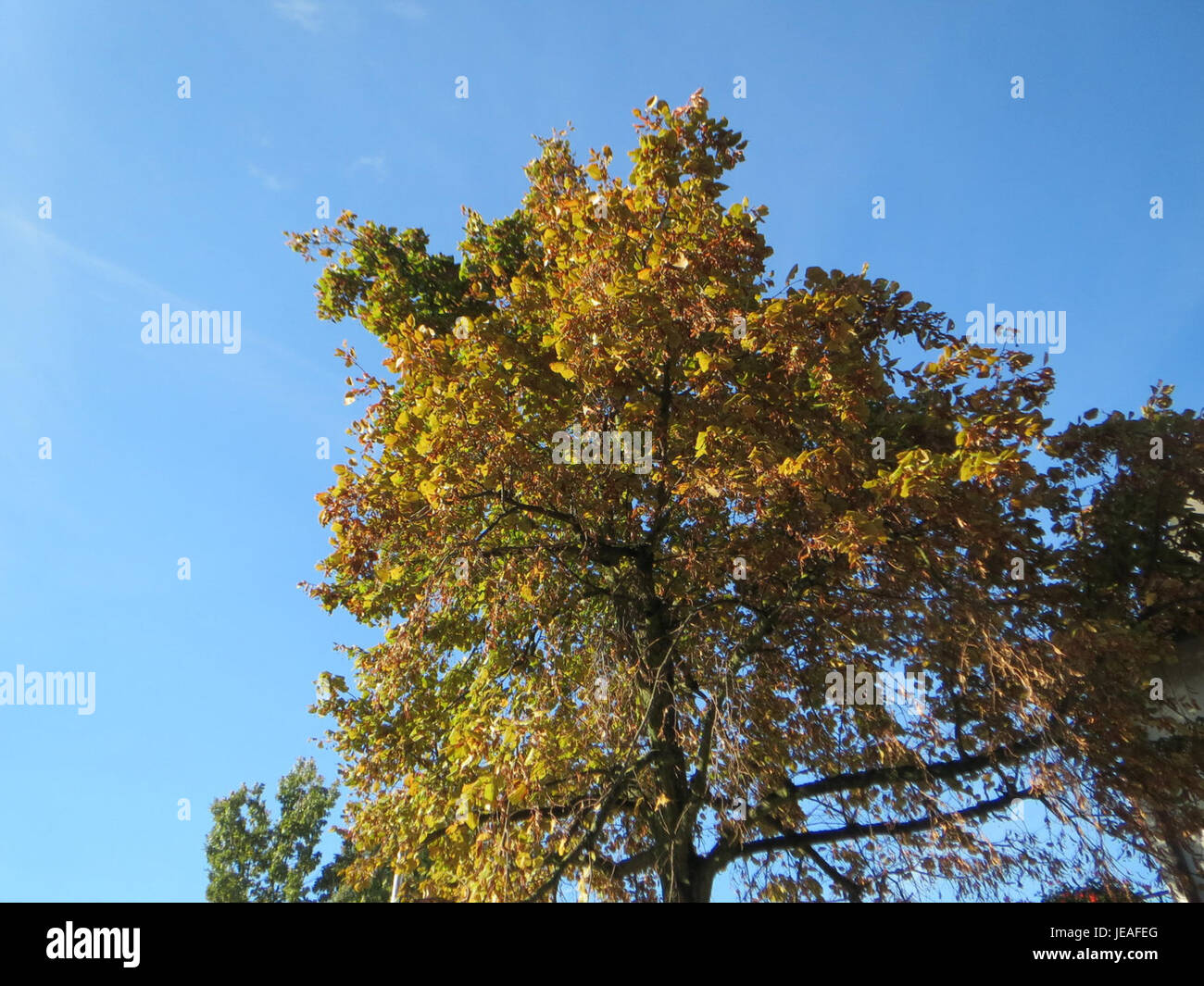 Tilia cordata, commonly known as littleleaf linden, is a tree species ...