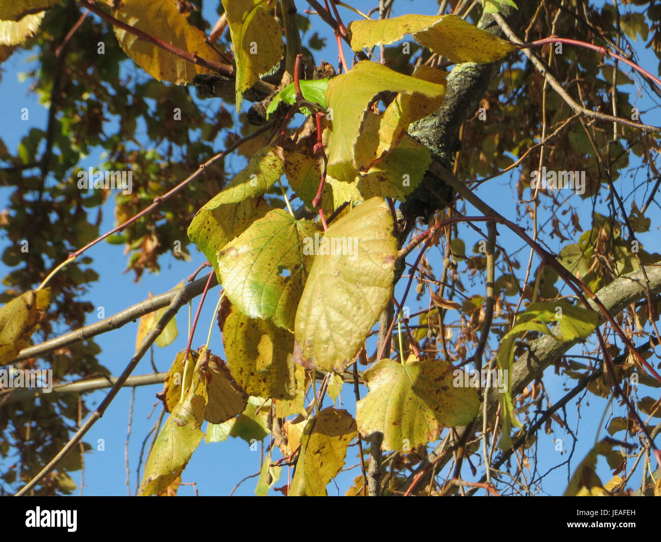 Lime tree identification hi-res stock photography and images - Alamy