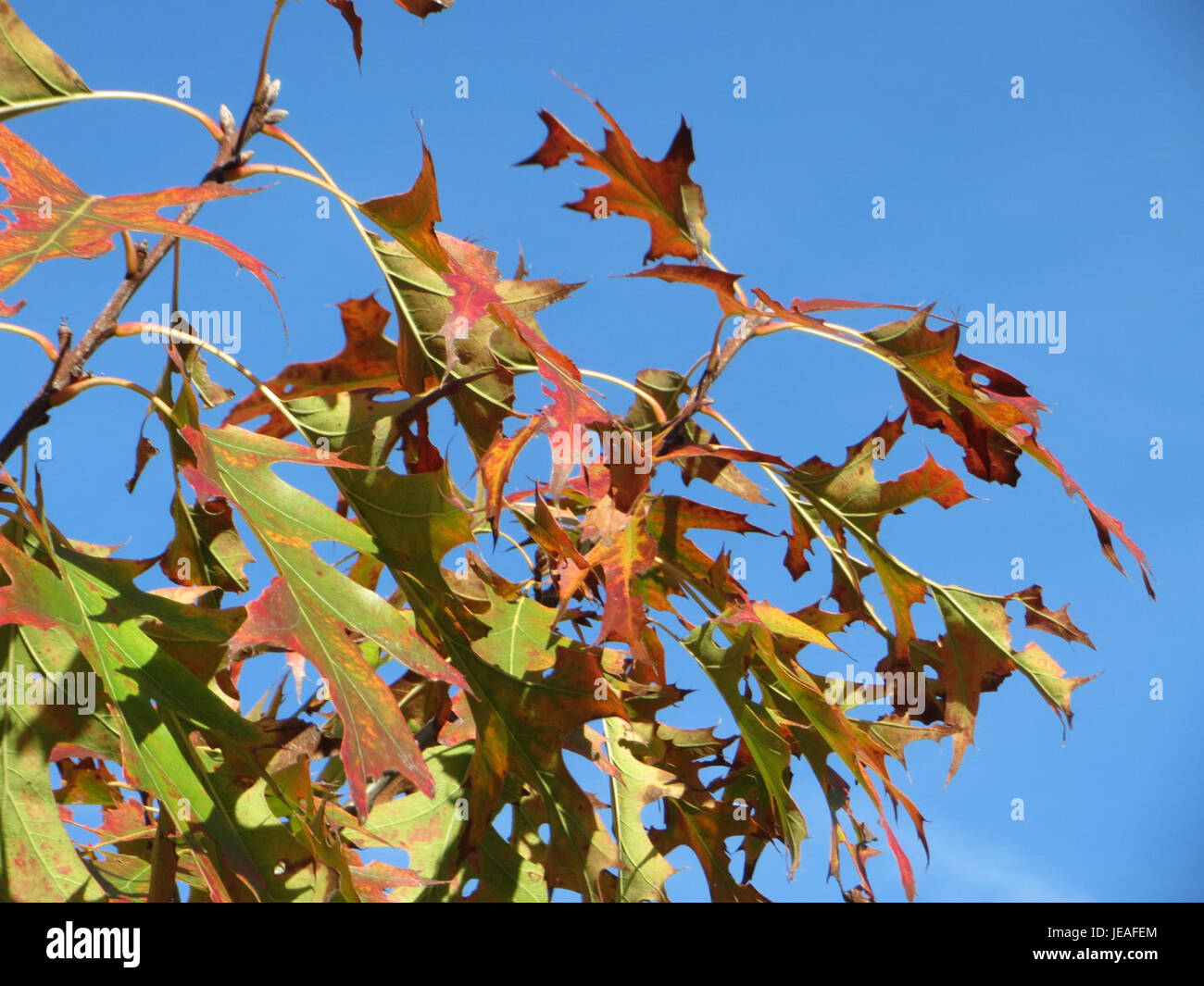 Quercus coccinea, commonly known as the scarlet oak, is a species of ...
