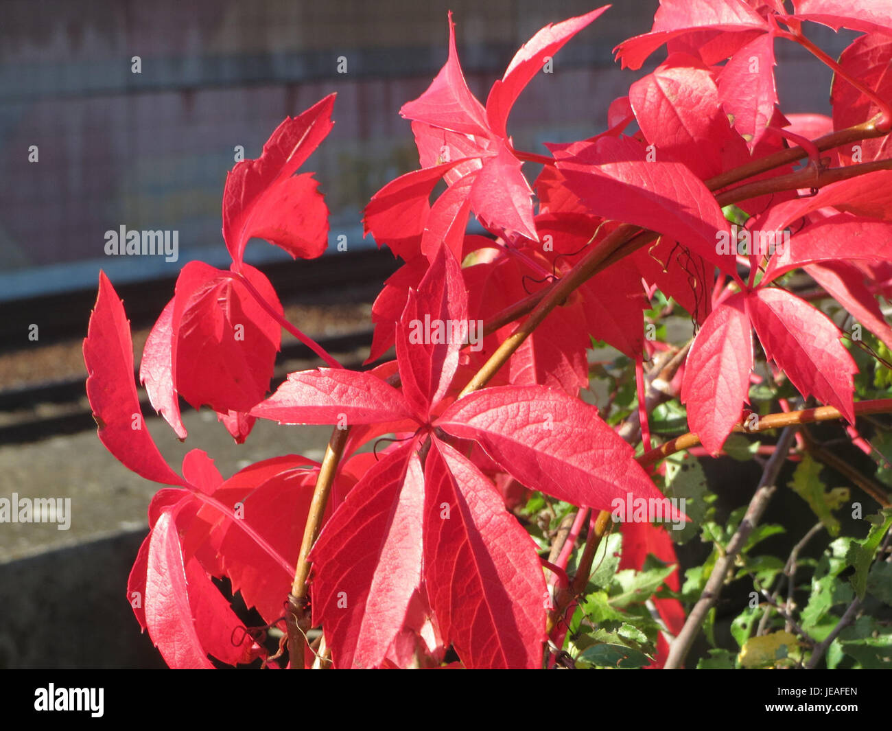 Parthenocissus quinquefolia, commonly known as Virginia creeper, is a ...