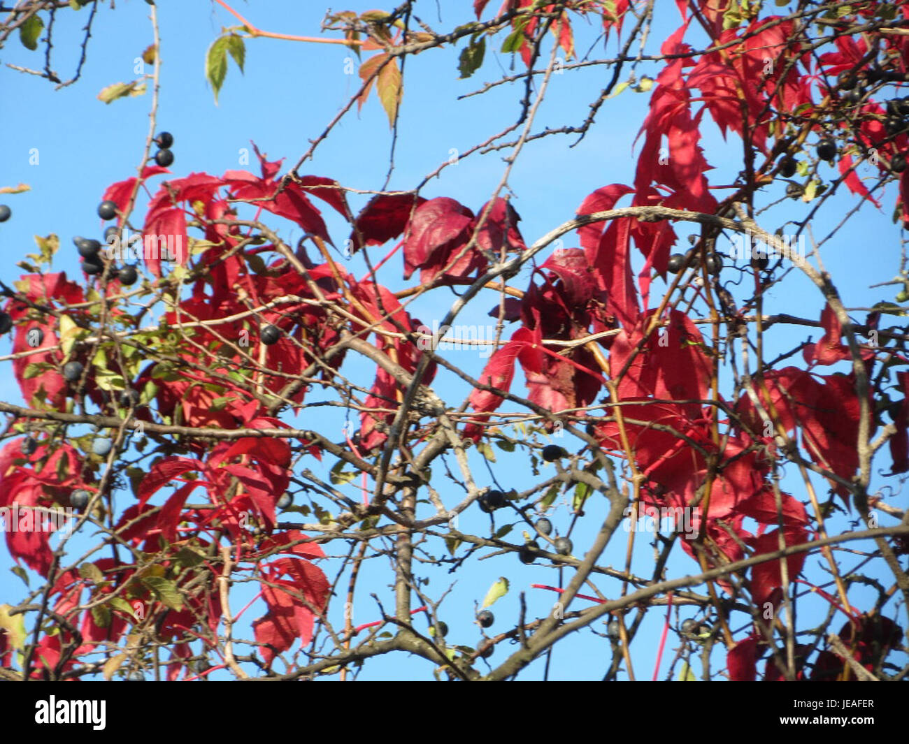 Parthenocissus quinquefolia, commonly known as Virginia creeper, is a ...