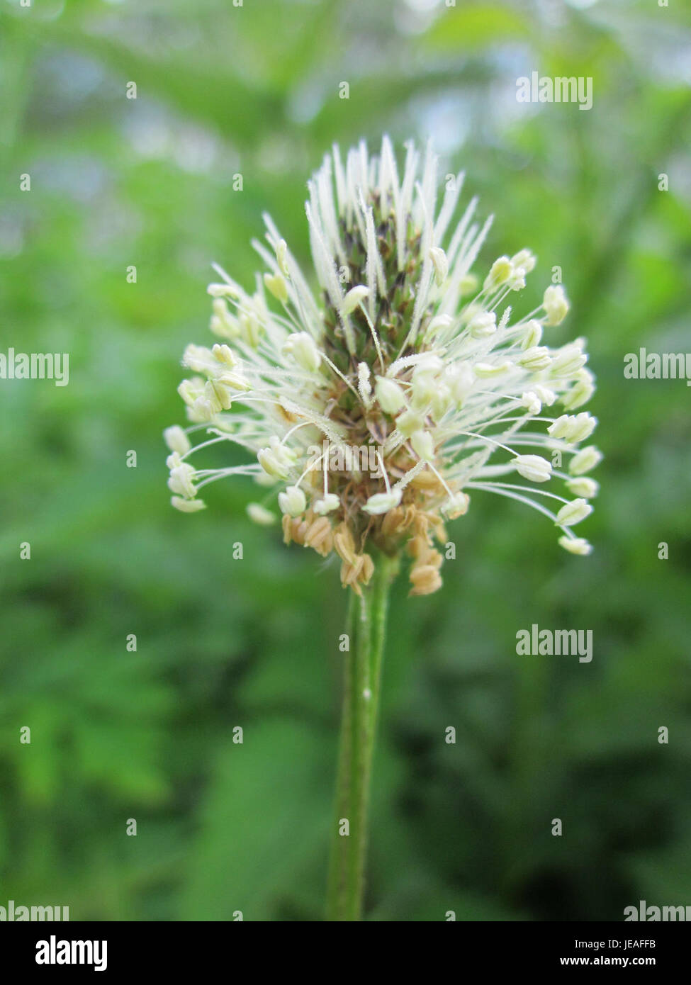 Ribwort plantain leaves on hi-res stock photography and images - Alamy