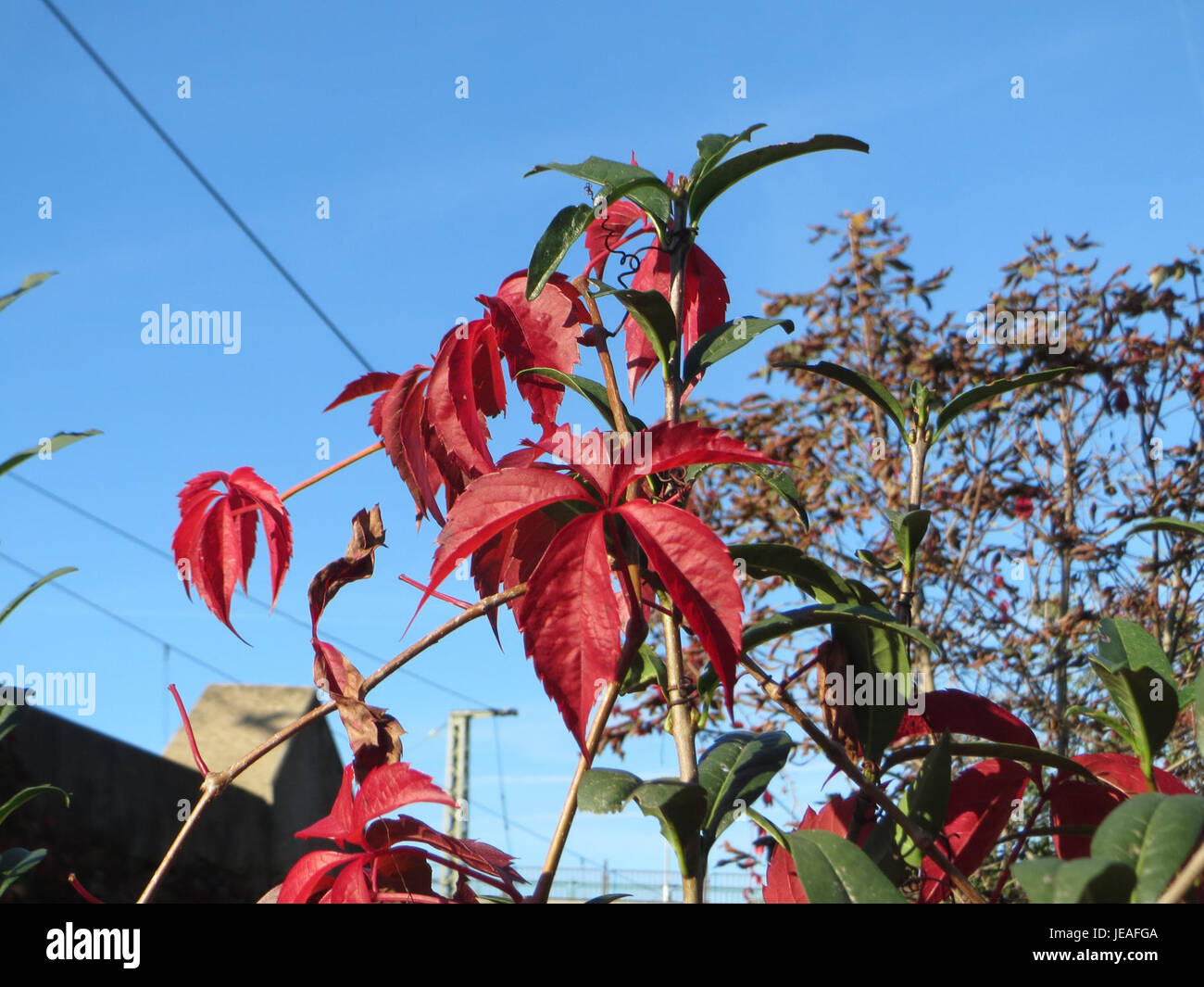 Parthenocissus quinquefolia, commonly known as Virginia Creeper, is a ...