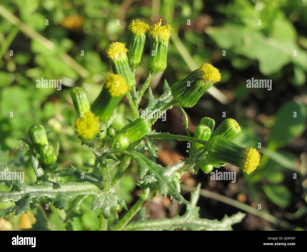 Senecio vulgaris, commonly known as common groundsel, is a flowering ...