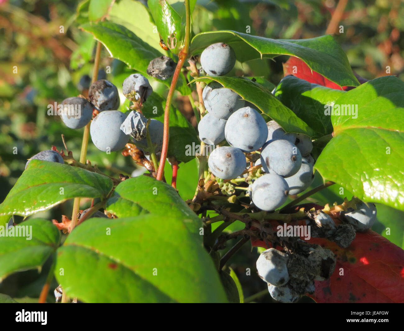 Mahonia aquifolium, commonly known as Oregon grape, is a shrub native ...