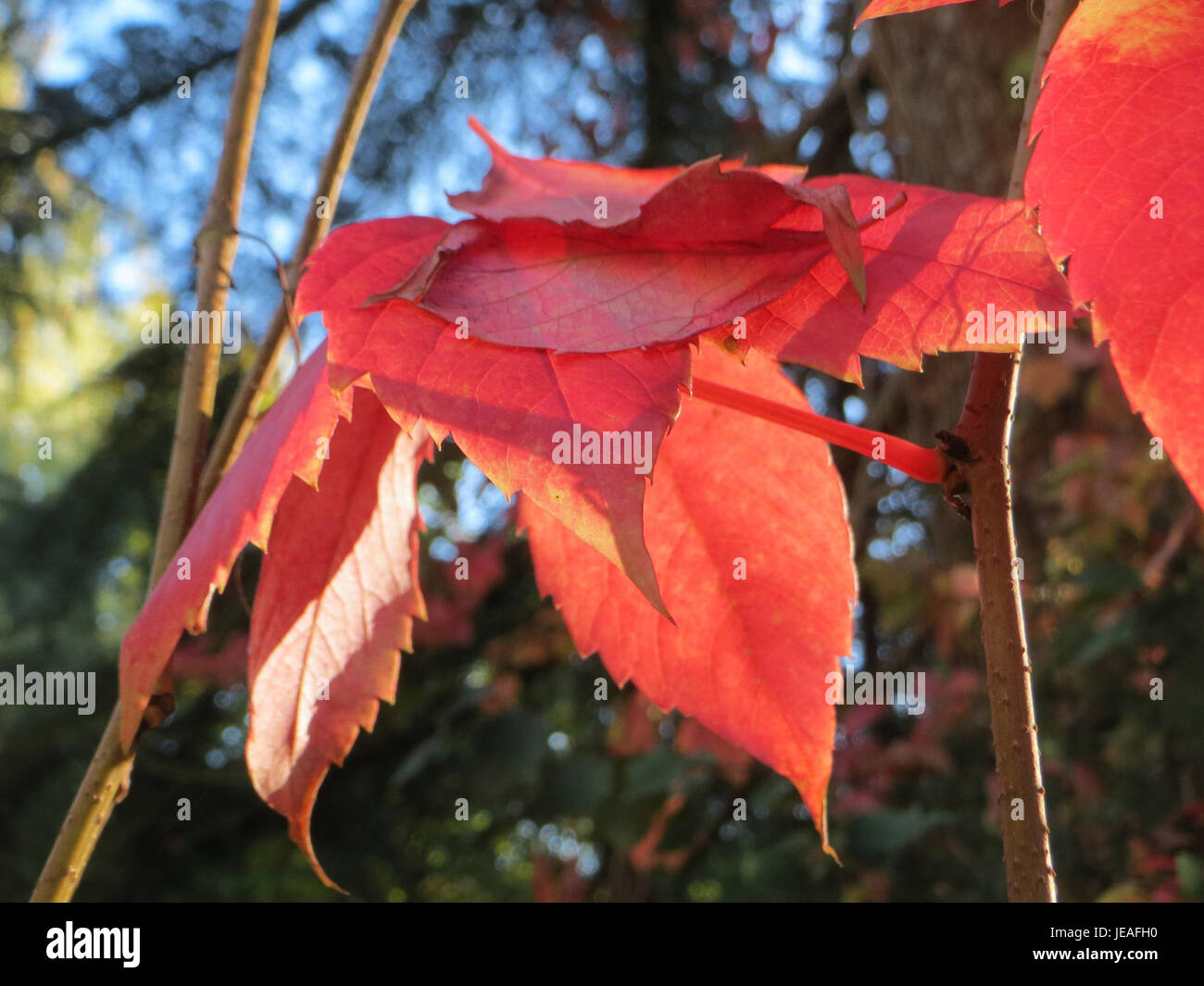 Parthenocissus quinquefolia, commonly known as Virginia creeper, is a ...