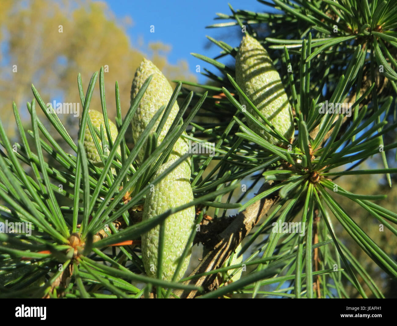 A photograph of Cedrus deodara, commonly known as the Deodar cedar ...
