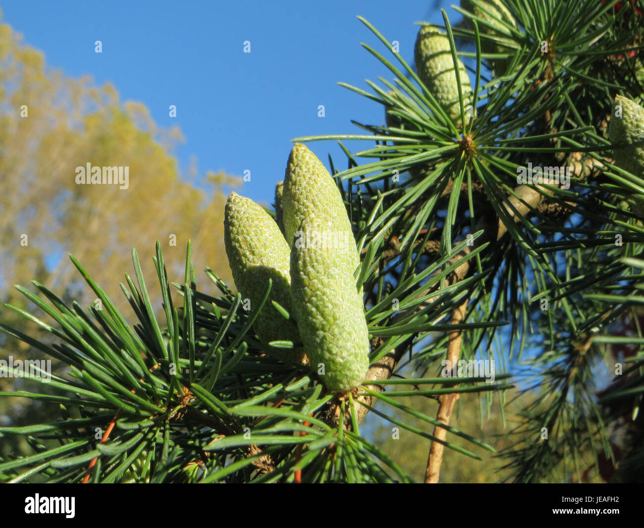 Cedrus deodara, or Himalayan cedar, is a large evergreen tree native to ...
