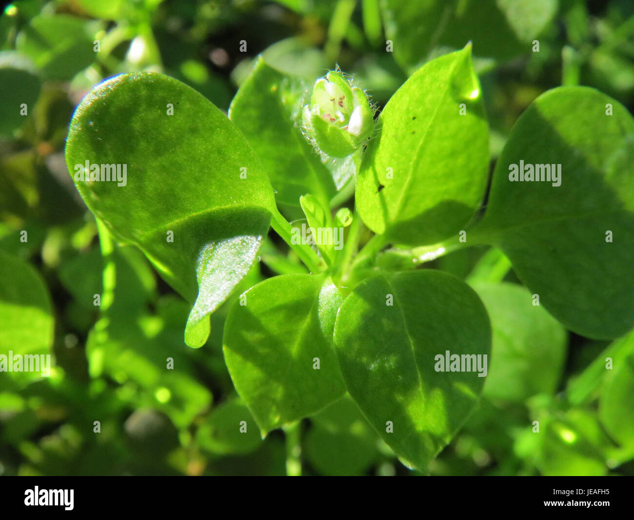 Chickweed in stellaria media hi-res stock photography and images - Alamy
