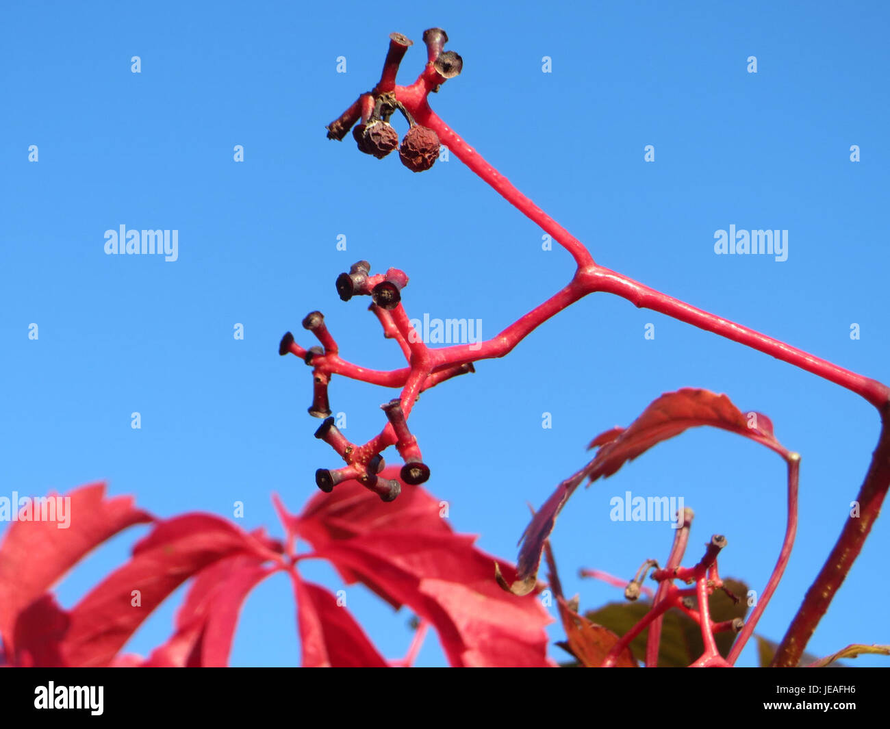 A botanical photograph of Parthenocissus quinquefolia, commonly known ...