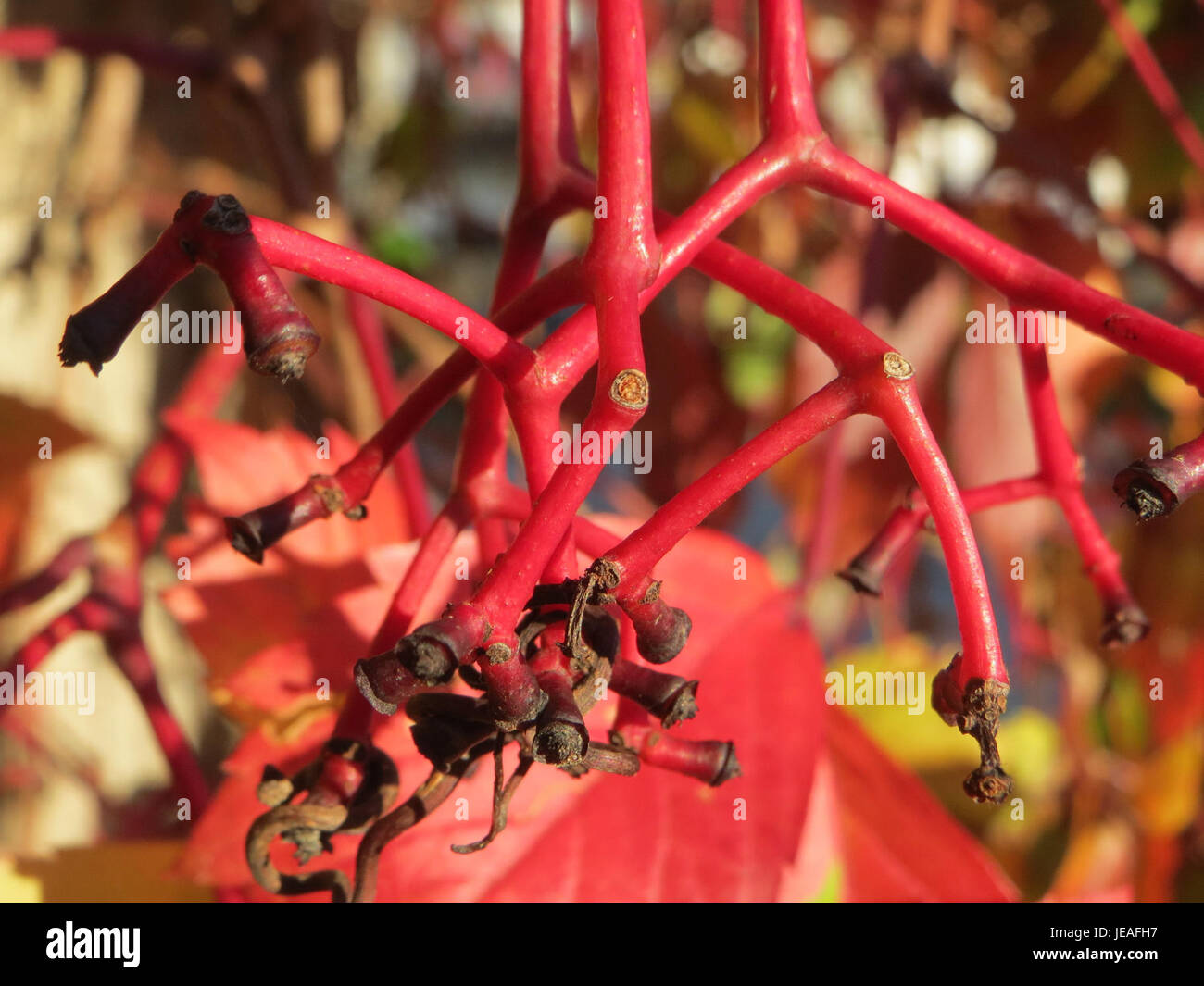 Parthenocissus quinquefolia, commonly known as Virginia creeper, is a ...