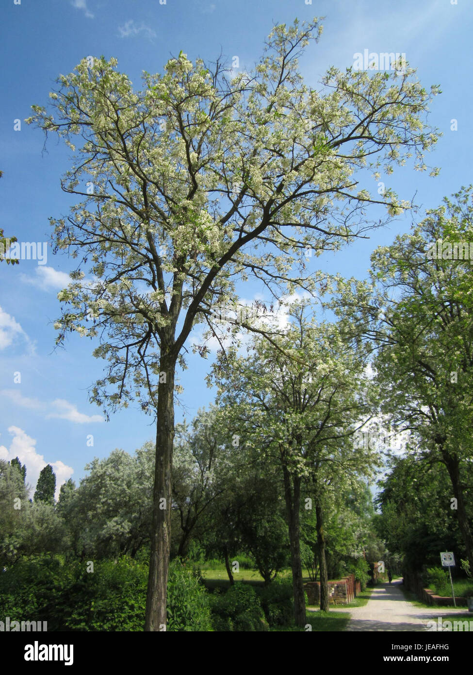 Robinia species hi-res stock photography and images - Alamy