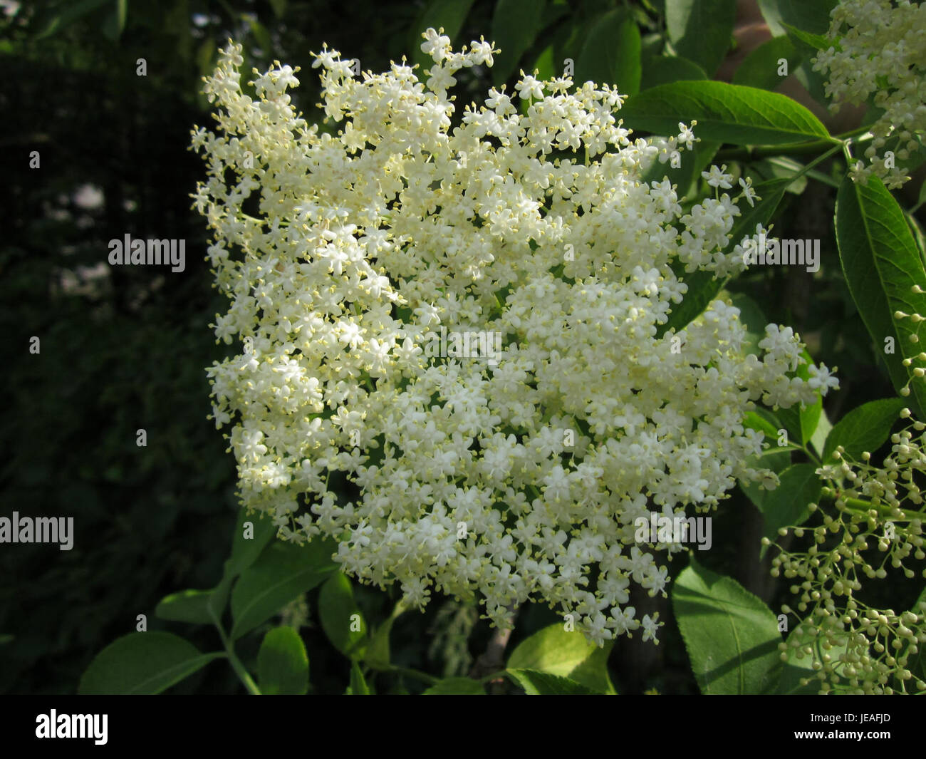 A photograph of the elderberry (Holunder) in full bloom taken at ...