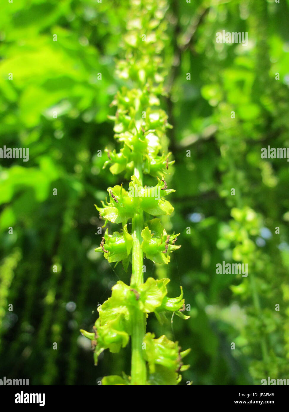 Flügelnuss (Acer negundo), commonly known as boxelder, is a tree ...