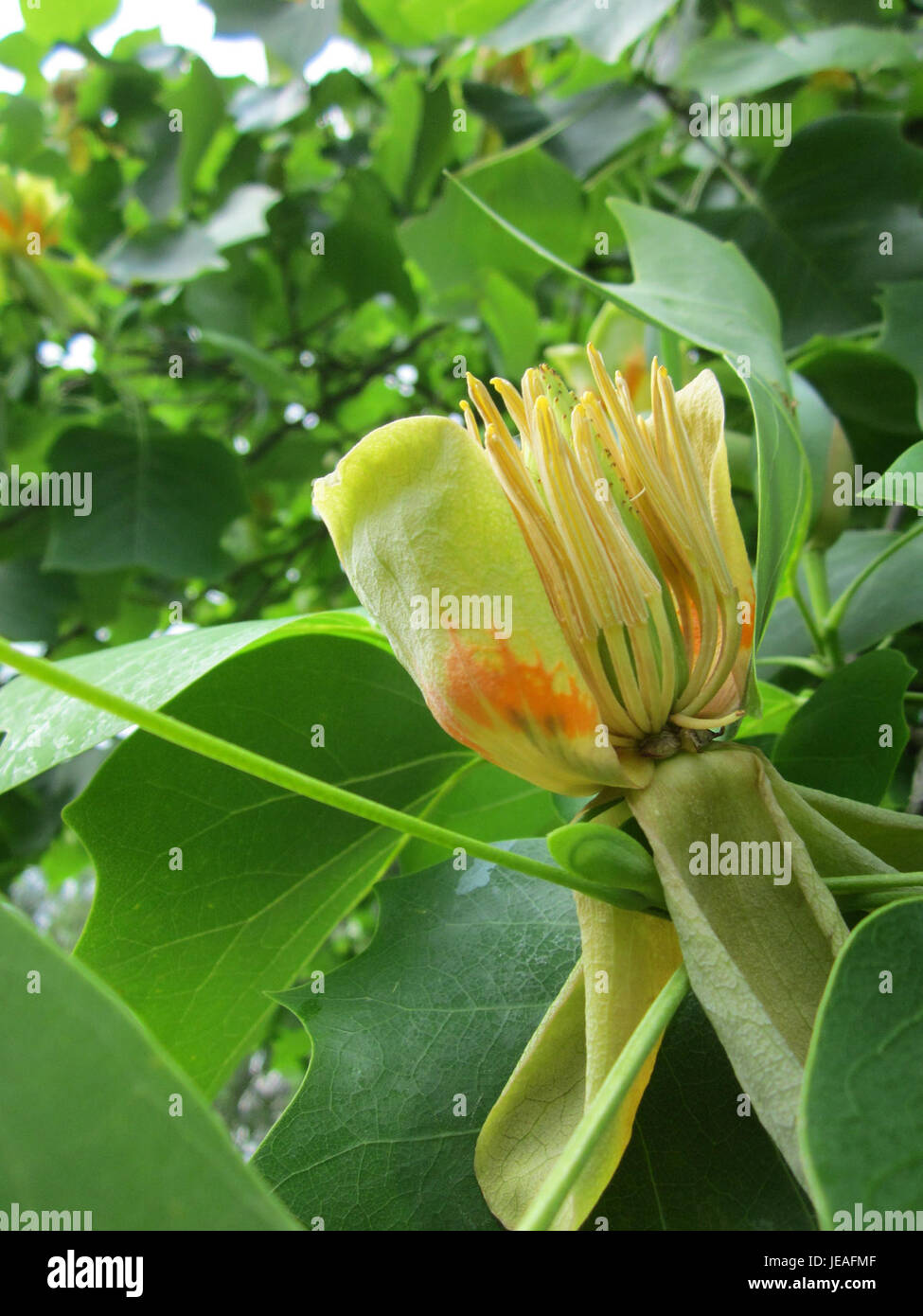 This image features a *Tulpenbaum* or Tulip Tree (*Liriodendron ...