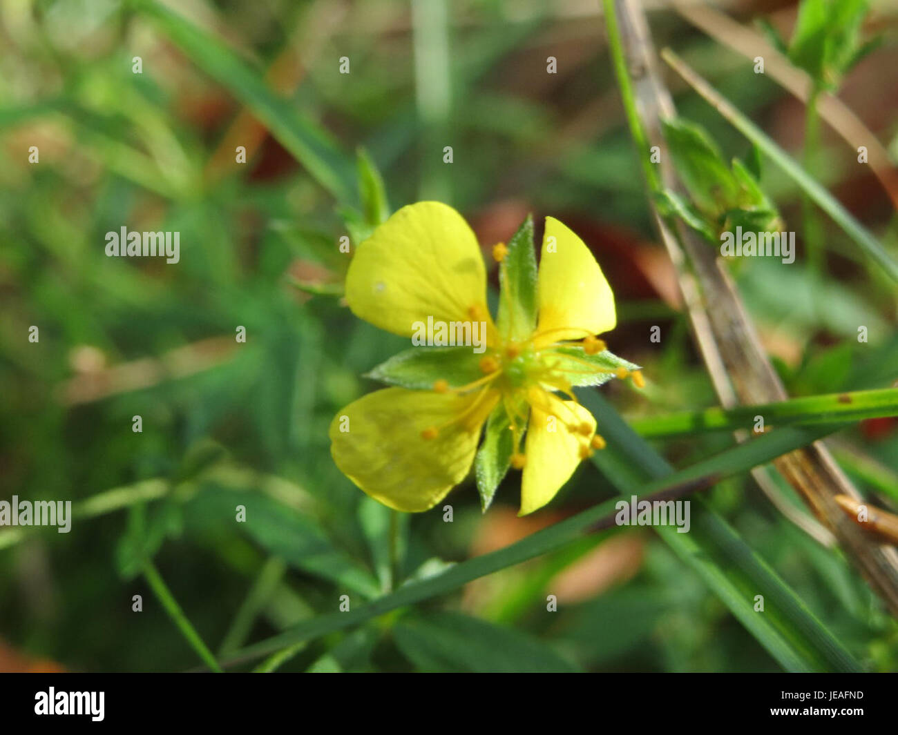 Potentilla erecta, also known as tormentil, captured in this photograph ...