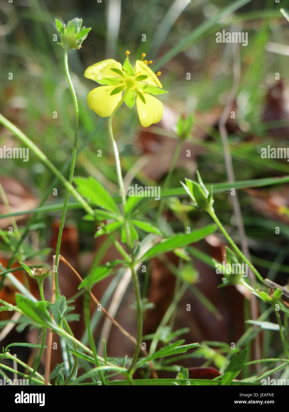A photograph of Potentilla erecta, commonly known as the tormentil ...